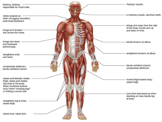 Skeleton and Muscular Systm at emaze Presentation