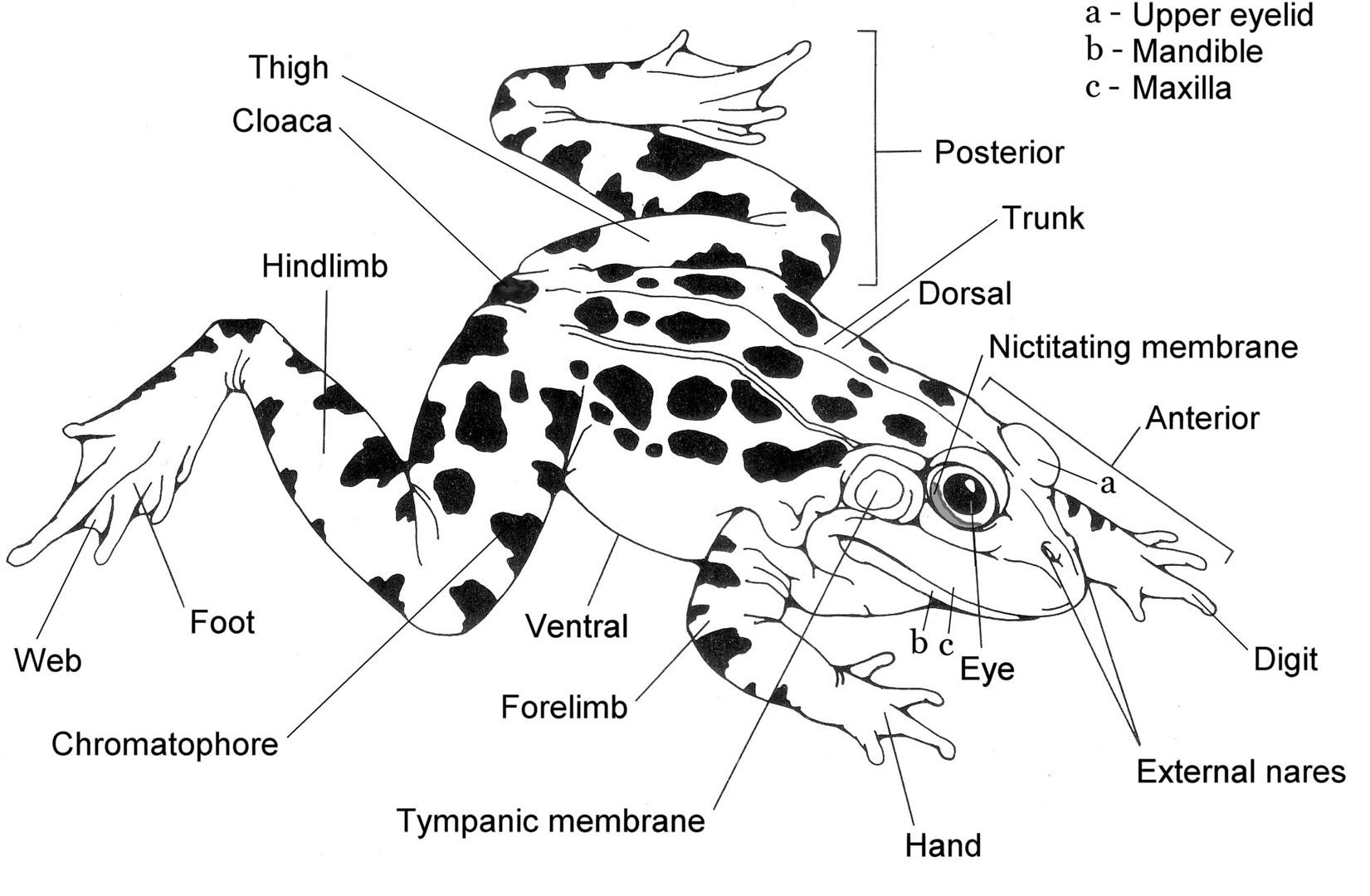 External Anatomy Of A Frog Anatomical Charts Posters External Anatomy Of A Frog Anatomical Charts Posters