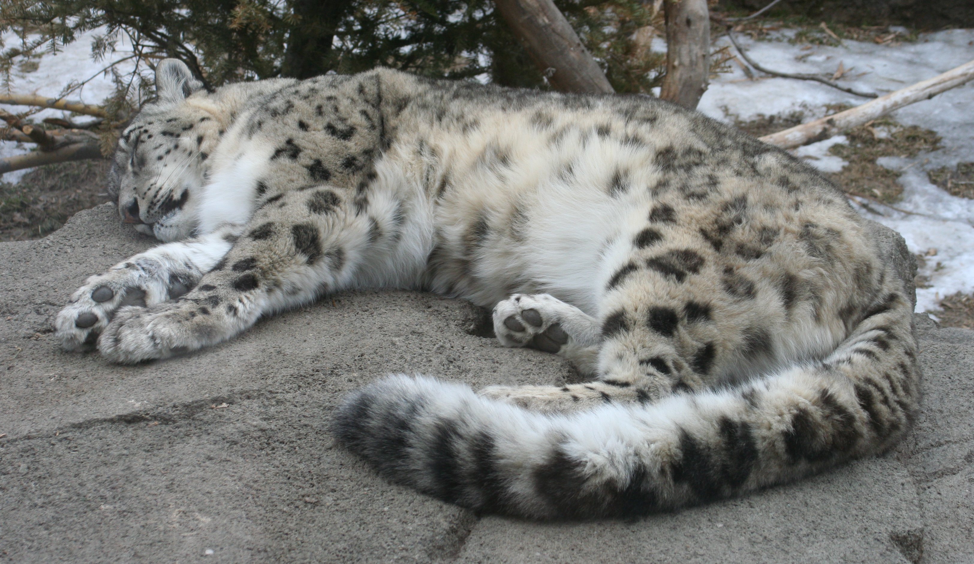 Endangered Animal: Snow Leopard on emaze
