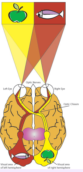split brain at emaze Presentation