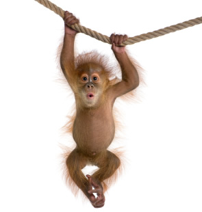 Monos at emaze Presentation