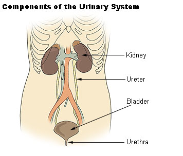 Urinary System at emaze Presentation