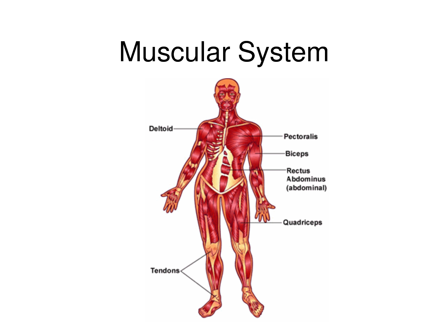 Muscular System At Emaze Presentation