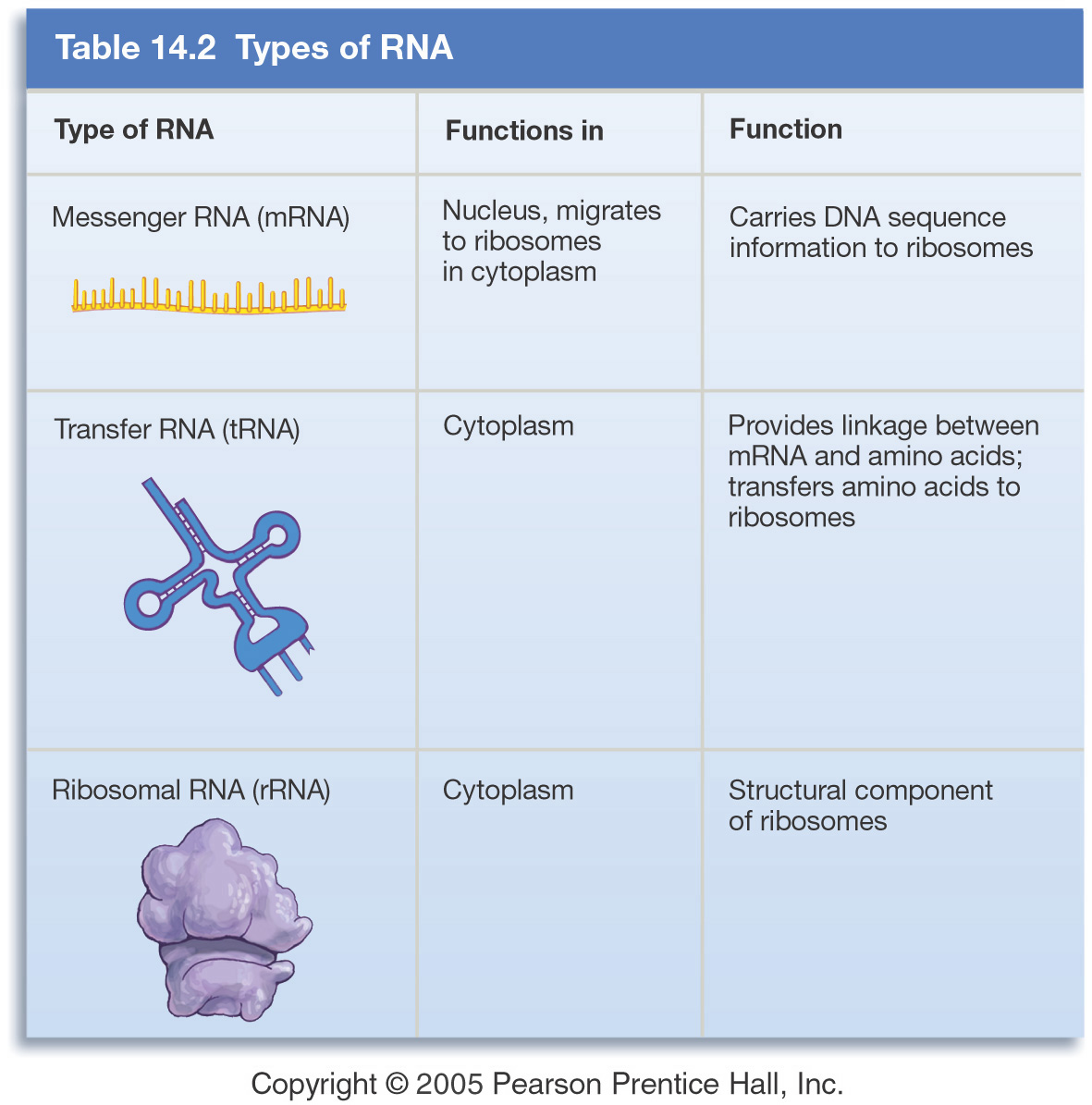 Difference Between Rrna And Mrna Compare The Difference Between