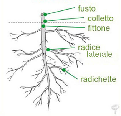 LE PIANTE powerpoint.pptx at emaze Presentation