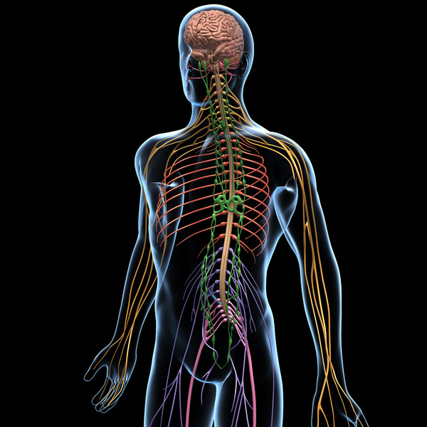 Imagenes Sistema Nervioso Sistema Nervioso Central (SNC) Gamma Knife
