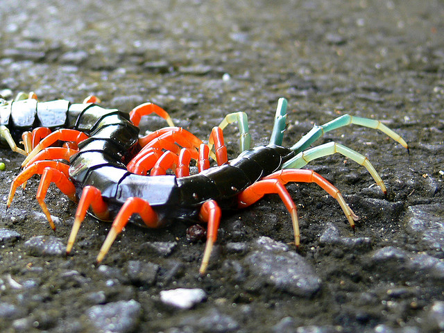 minibeasts at emaze Presentation