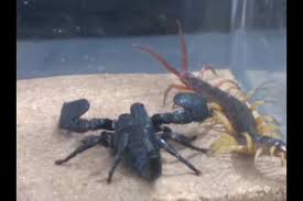 minibeasts at emaze Presentation