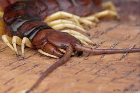 minibeasts at emaze Presentation