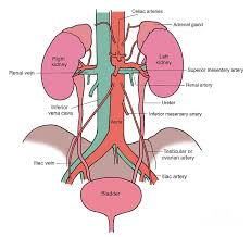Urinary system diseases at emaze Presentation