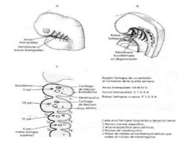 Desarrollo de la Cabeza: Porción Neurocraneal y Porción Visceral on emaze