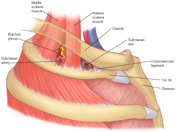 thorax at emaze Presentation
