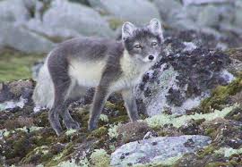 Arctic Fox at emaze Presentation