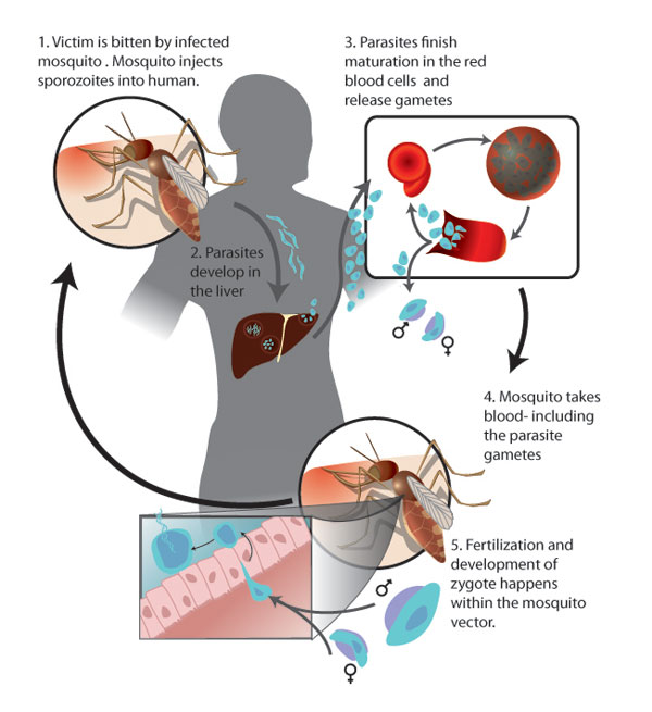 Environmental Management on emaze