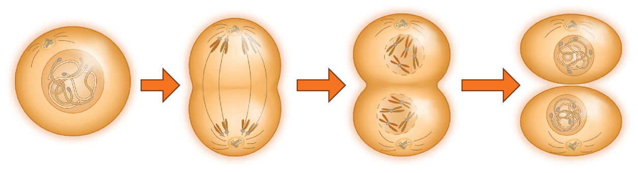 Cell Division Mitosis Vs Meiosis On Emaze Cell Division Mitosis Vs Meiosis On Emaze