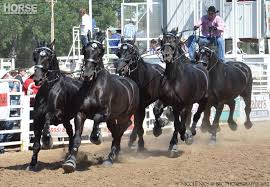 Equine Science: Breeds at emaze Presentation