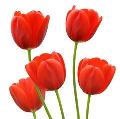 tulips by sylvia plath at emaze Presentation