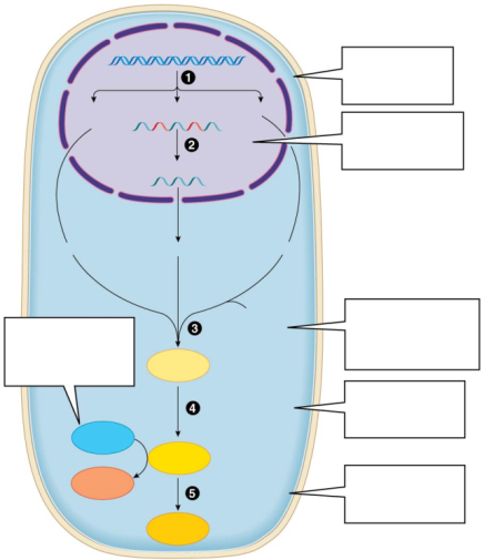 Gene expression at emaze Presentation