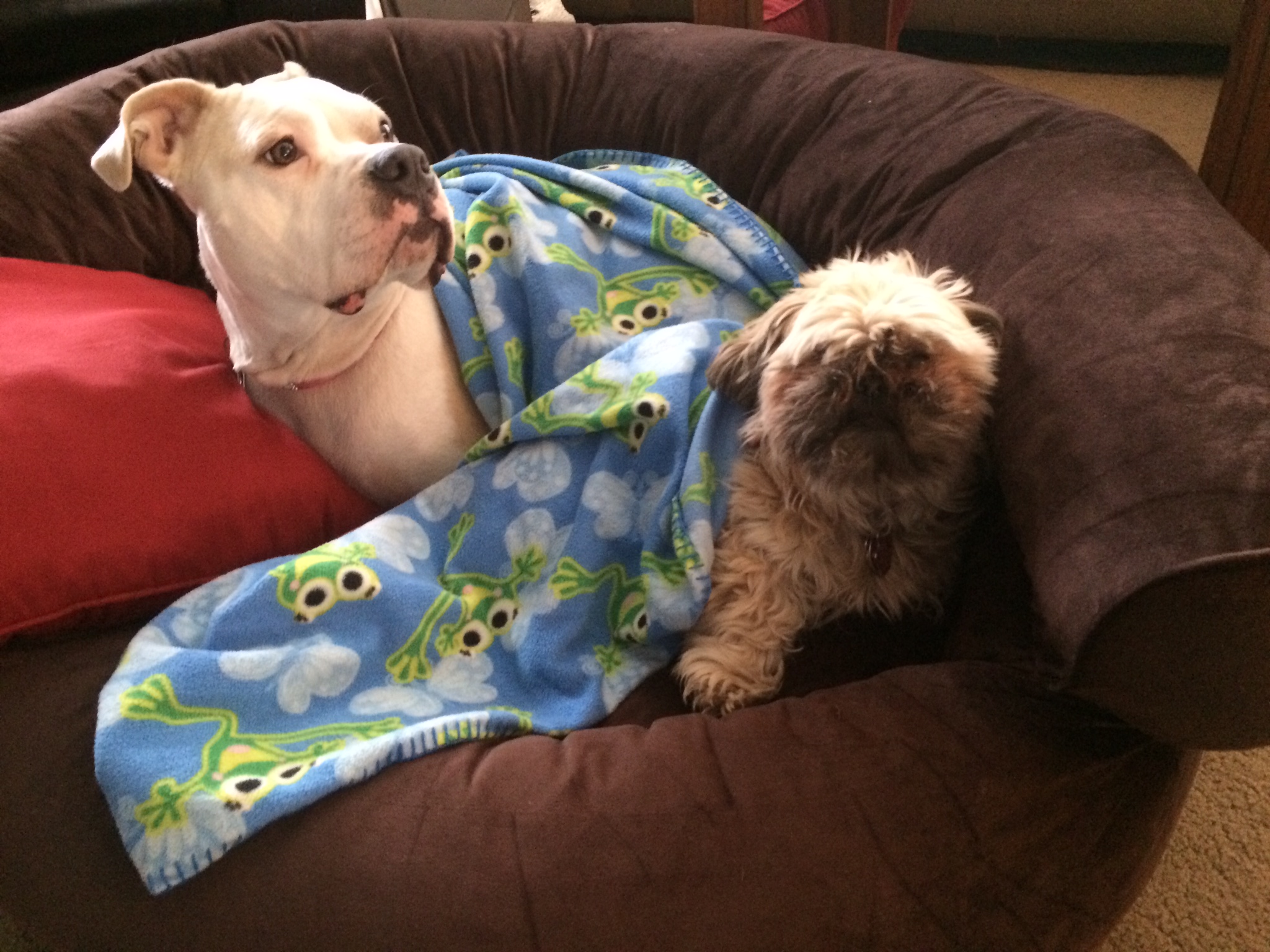 Pitbulls On Emaze