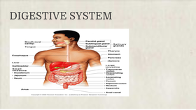 digestive system at emaze Presentation
