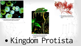 Protist PowerPoint.pptx at emaze Presentation