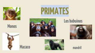 Monos at emaze Presentation