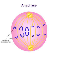 Prophase on emaze