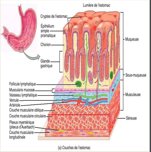 Presentation Name on emaze