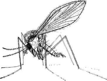 Flebótomos on emaze