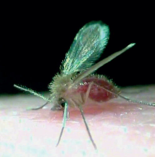 Flebótomos on emaze