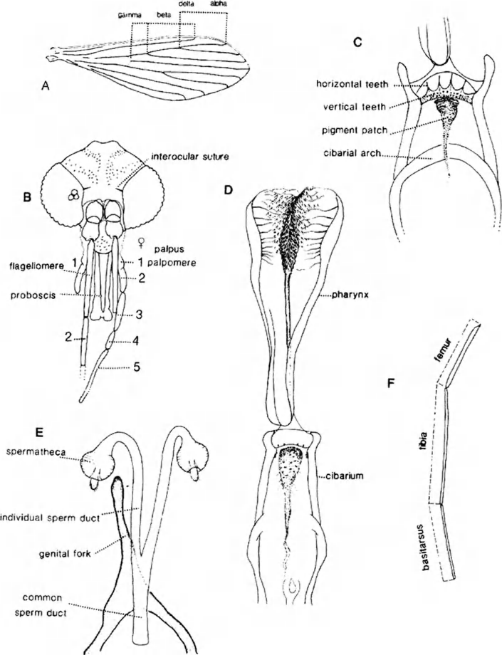 Flebótomos on emaze