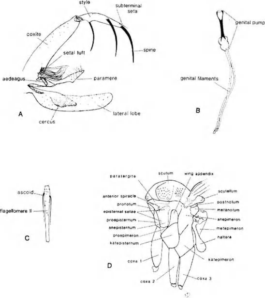 Flebótomos at emaze Presentation