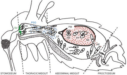 Flebótomos on emaze