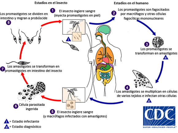 Flebótomos on emaze