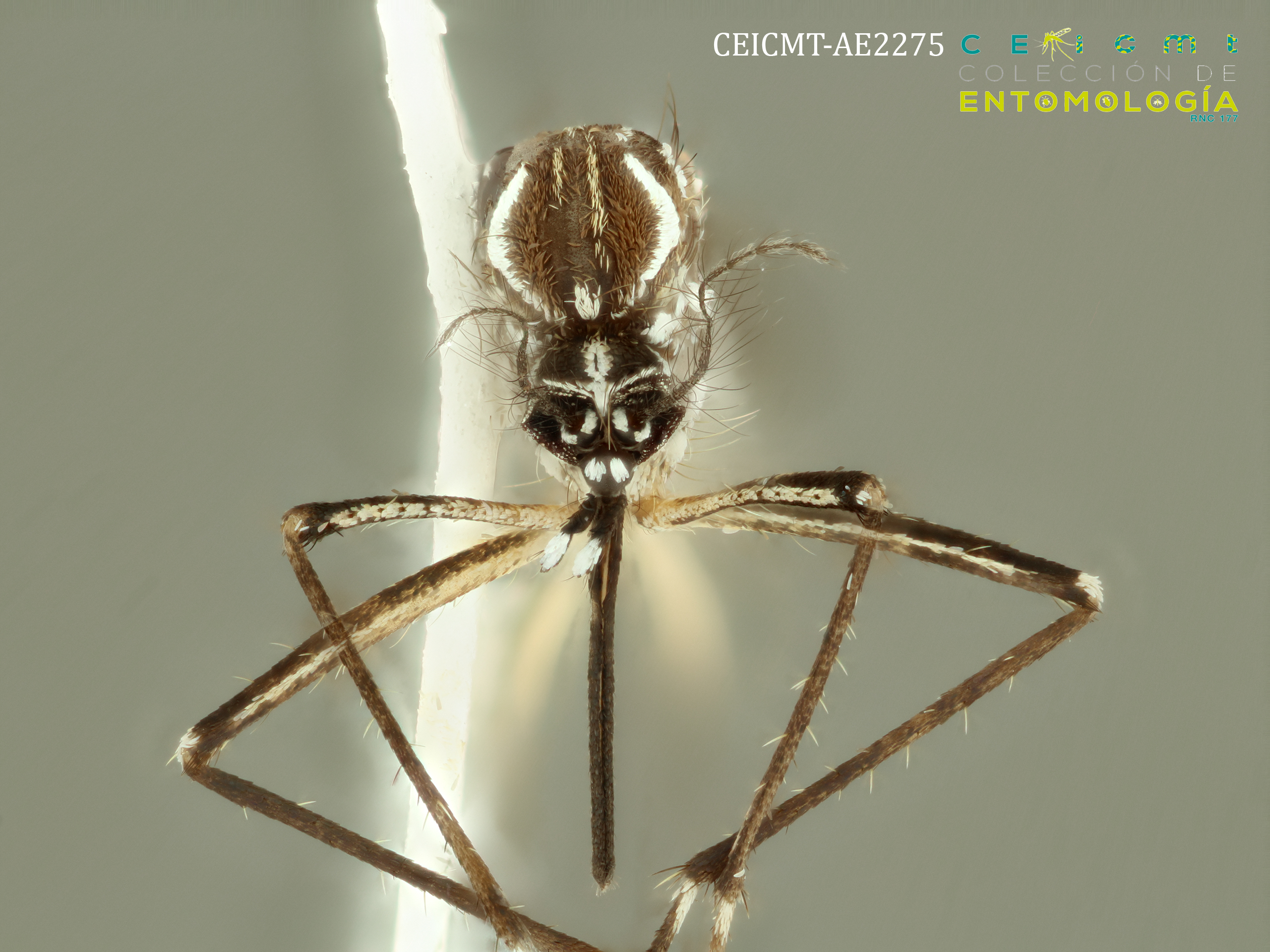 Culícidos 1 on emaze