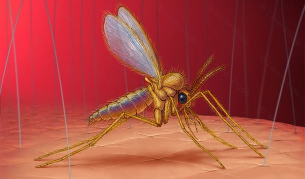 Flebótomos at emaze Presentation