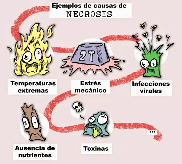 APOPTOSIS VS NECROSIS on emaze
