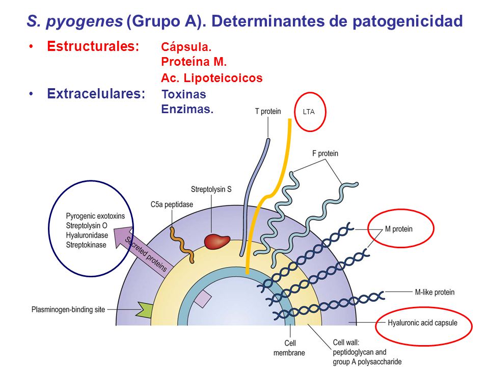 ESCARLATINA on emaze
