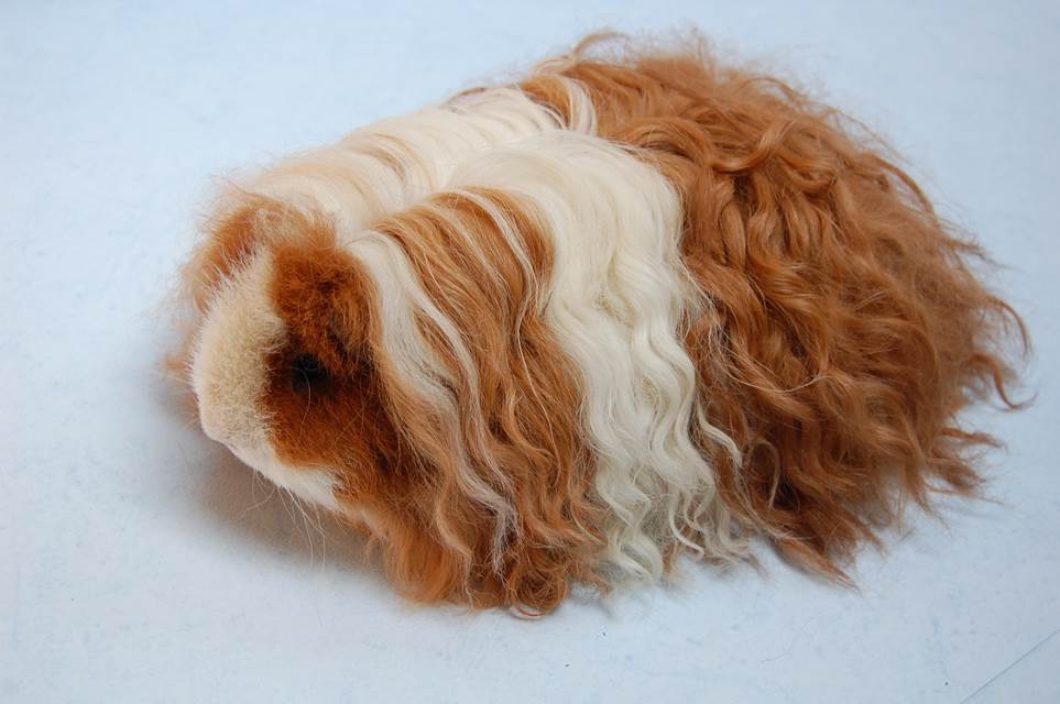 spreekbeurt Mirte on emaze