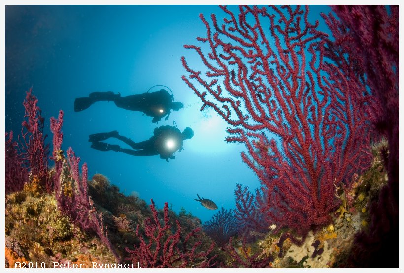 Koraal spreekbeurt on emaze