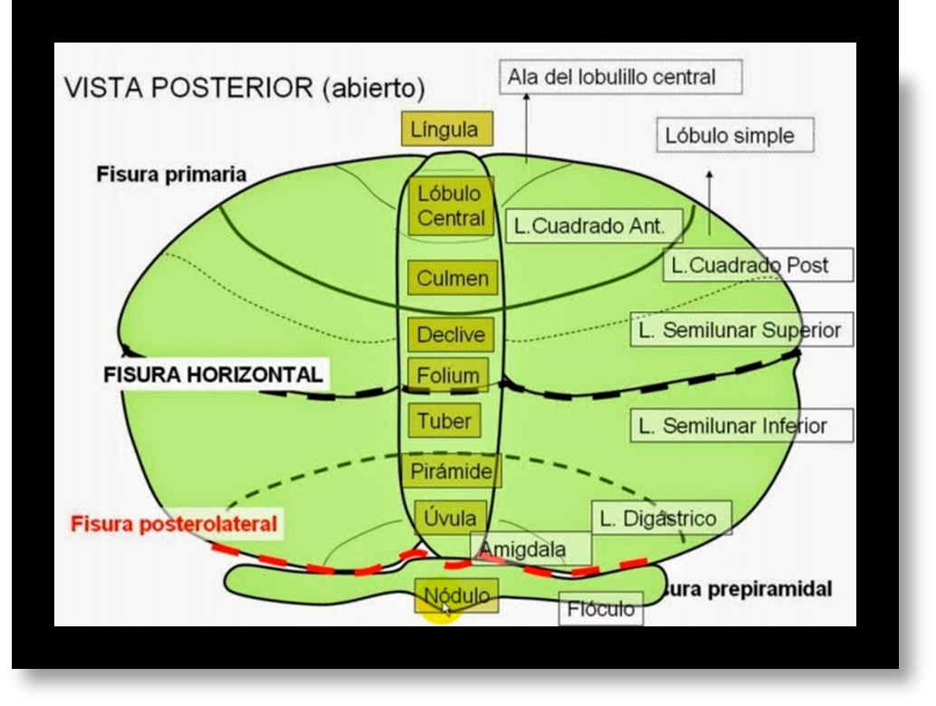 cerebelo anatomia at emaze Presentation