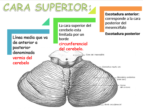 cerebelo anatomia on emaze