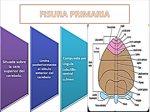 cerebelo anatomia at emaze Presentation