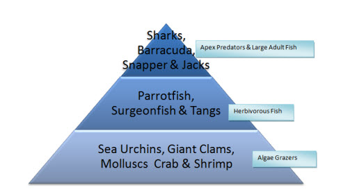 coral reef at emaze Presentation