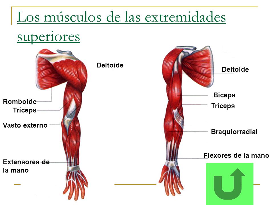SISTEMA MUSCULAR on emaze