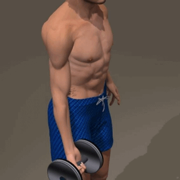 SISTEMA MUSCULAR on emaze