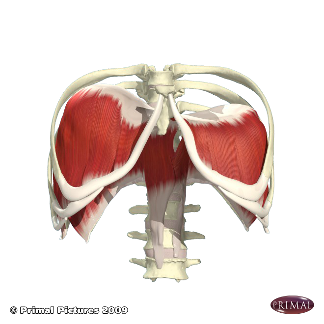 SISTEMA MUSCULAR on emaze