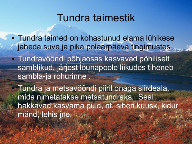 Tundra at emaze Presentation
