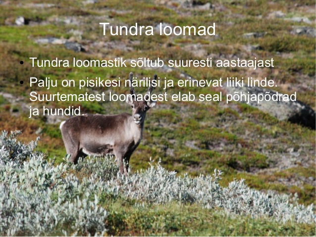 Tundra at emaze Presentation