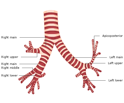 Respiratory System at emaze Presentation